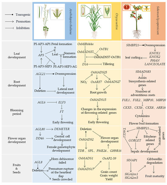Evolution and Function of MADS-Box Transcription Factors in Plants