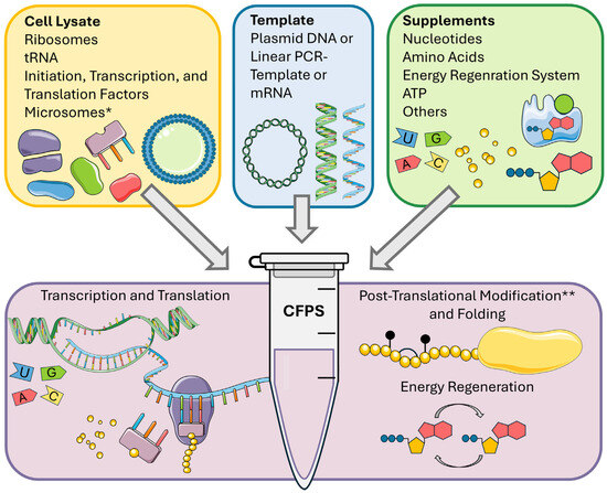 Circumventing the Impossible: Cell-Free Synthesis of Protein Toxins for ...