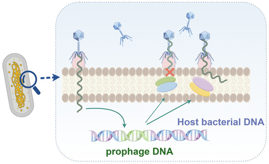 Overview of Phage Defense Systems in Bacteria and Their Applications