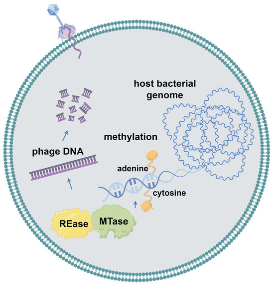 Overview of Phage Defense Systems in Bacteria and Their Applications