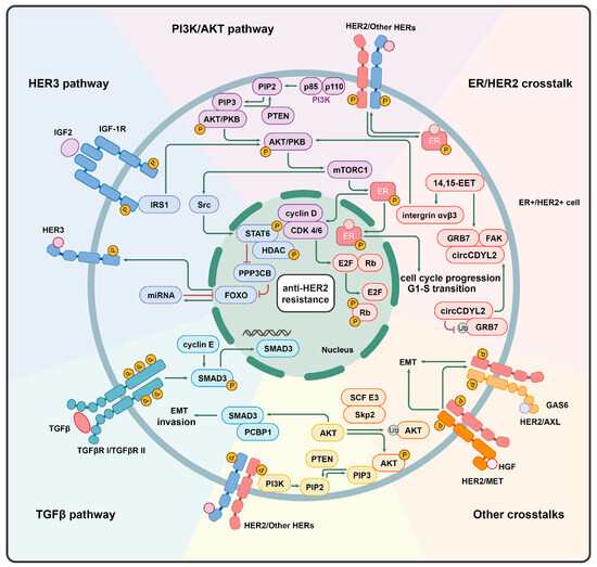 The Biological Roles and Clinical Applications of the PI3K/AKT Pathway in Targeted Therapy ...