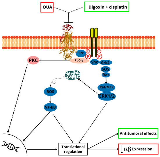 Molecular Basis of Na, K–ATPase Regulation of Diseases: Hormone and FXYD2 Interactions