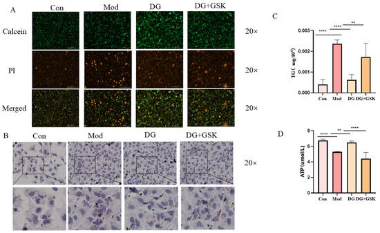 Protective Effects of Dioscin and Diosgenin on Plateau Hyperuricemia by ...