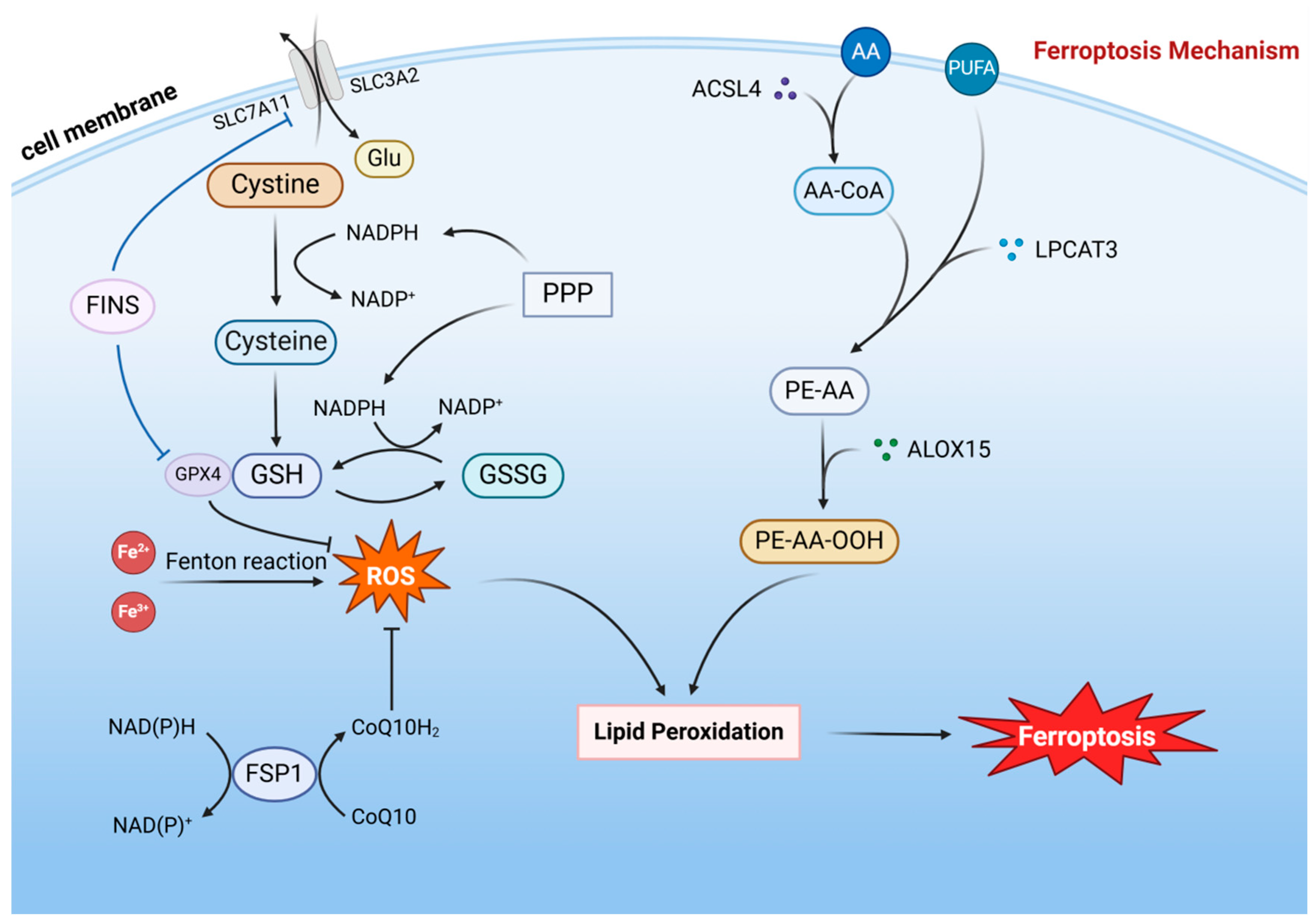 Reprogramming Of The Carbohydrate Metabolism In Tumor Cells Under