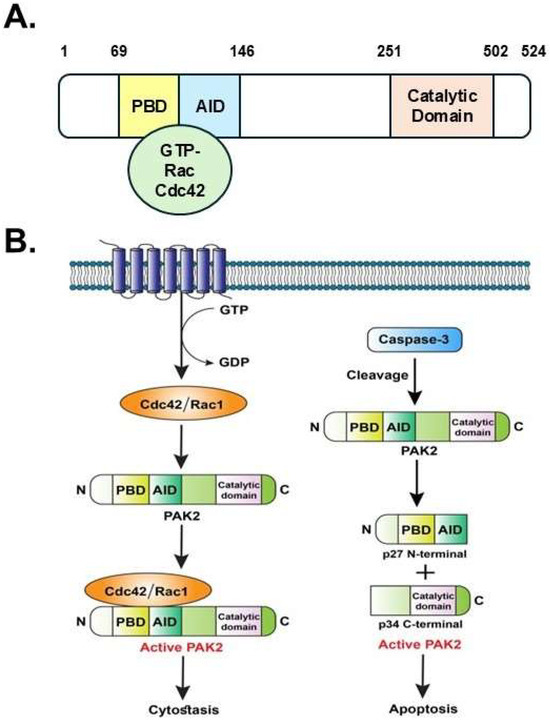 Regulation of Cancer Metastasis by PAK2