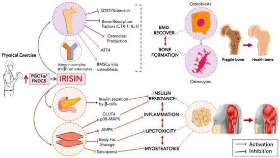 Irisin: A Multifaceted Hormone Bridging Exercise and Disease Pathophysiology