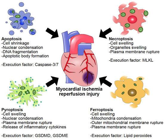 Mechanisms and Therapeutic Potential of Multiple Forms of Cell Death in ...