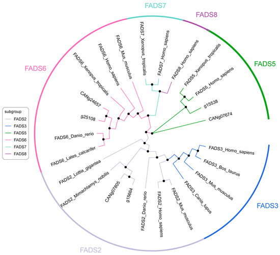 Genetic Variants Affecting FADS2 Enzyme Dynamics and Gene Expression in Cogenetic Oysters with ...