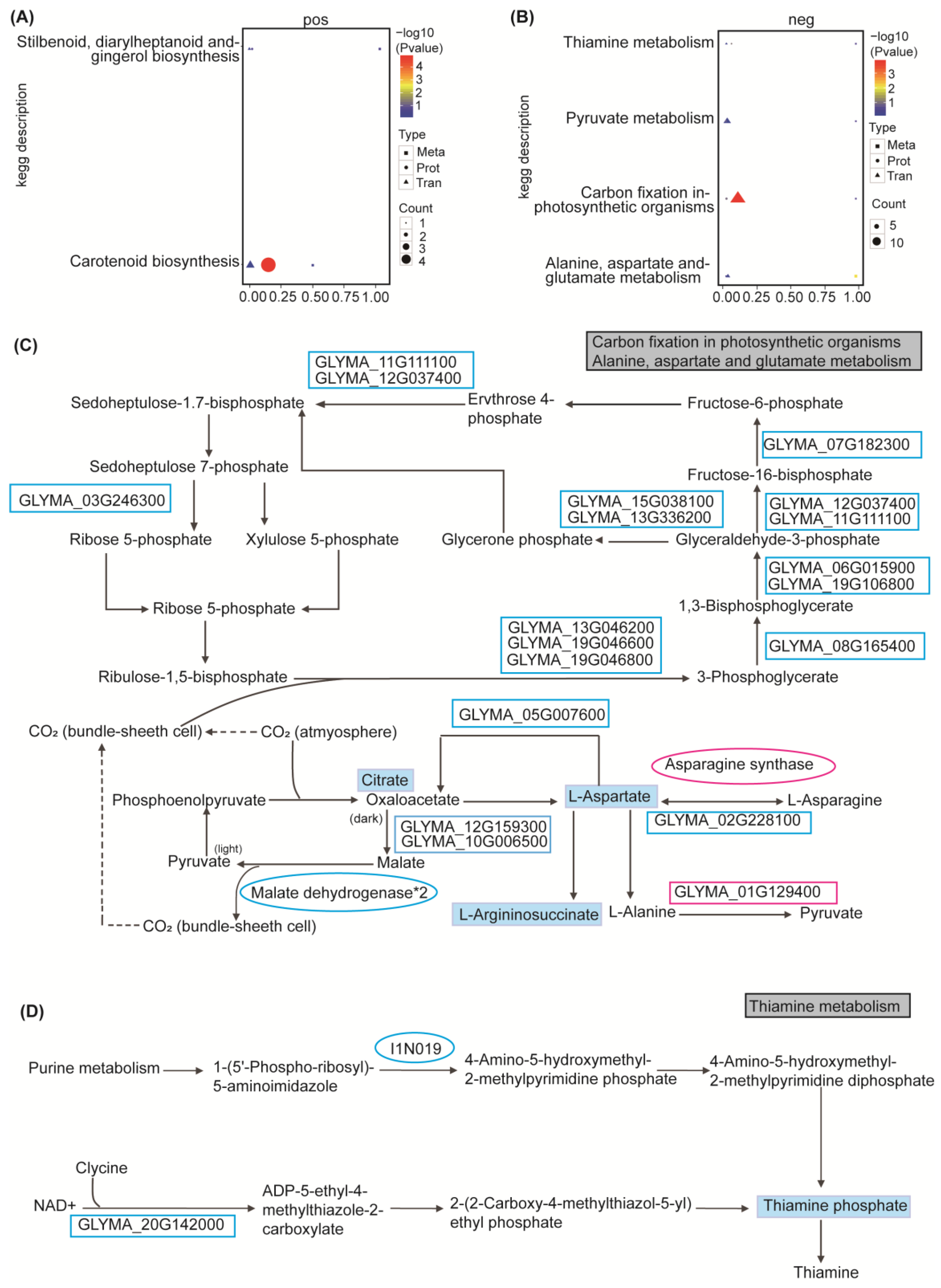 Integrated Transcriptomic, Proteomic, and Metabolomic Analyses Revealed ...
