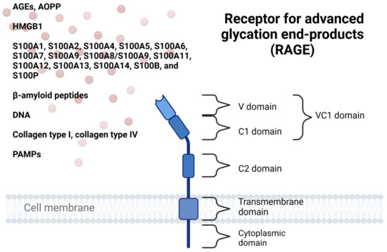 The RAGE Pathway in Skin Pathology Development: A Comprehensive Review ...