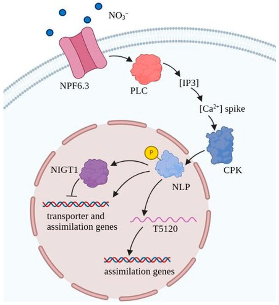 Functional and Molecular Characterization of Plant Nitrate Transporters ...