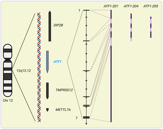 EWSR1::ATF1 Translocation: A Common Tumor Driver of Distinct Human ...