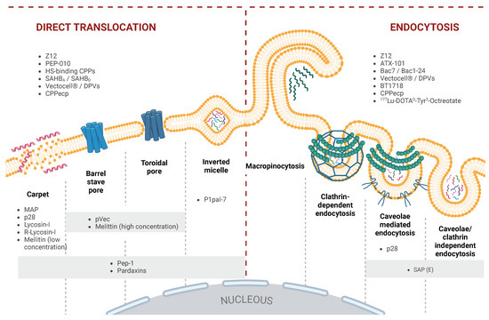 Cancer-Targeting Applications of Cell-Penetrating Peptides