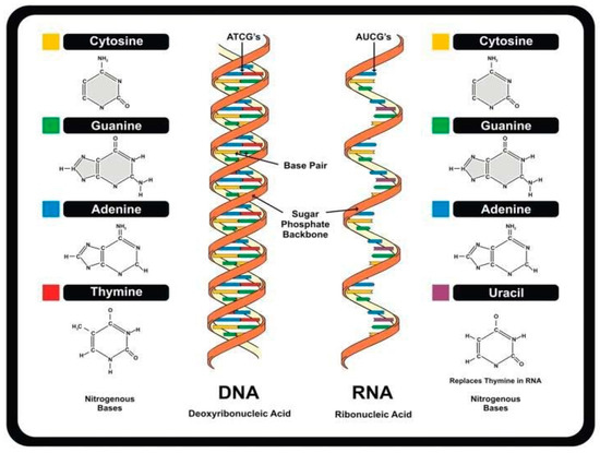 RNA Structure: Past, Future, and Gene Therapy Applications
