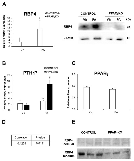 PTHrP Promotes RBP4 Expression Under the Control of PPARγ in the Kidney