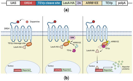 Detection of Human GPCR Activity in Drosophila S2 Cells Using the Tango System