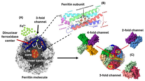A Brief History of Ferritin, an Ancient and Versatile Protein
