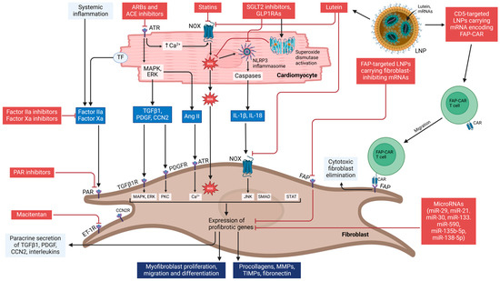 Atrial Fibrosis in Atrial Fibrillation: Mechanistic Insights ...