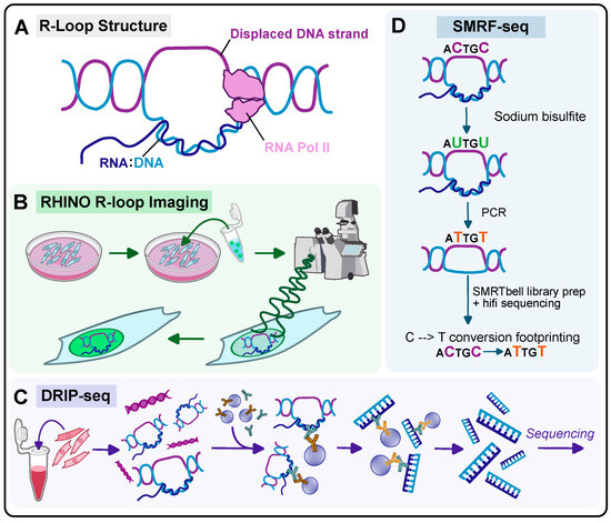 Beyond the Synapse: FMR1 and FMRP Molecular Mechanisms in the Nucleus
