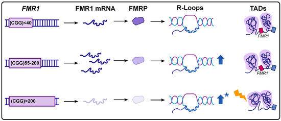 Beyond the Synapse: FMR1 and FMRP Molecular Mechanisms in the Nucleus
