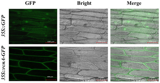 Improving Ni2+ Tolerance of Arabidopsis by Overexpressing Bacterial ...