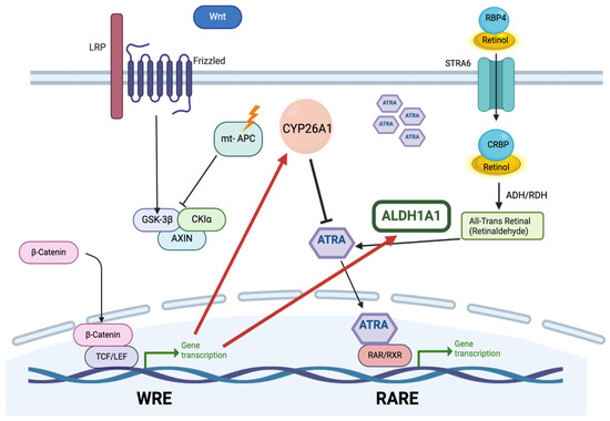 The Significance of Aldehyde Dehydrogenase 1 in Cancers
