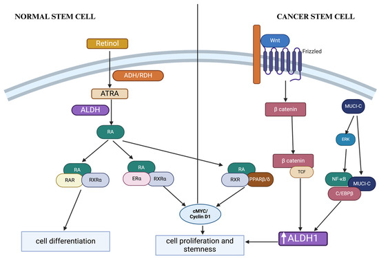 The Significance of Aldehyde Dehydrogenase 1 in Cancers