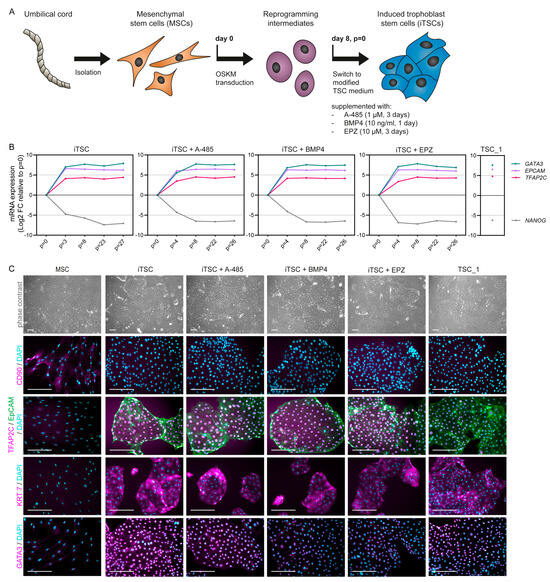 Generation of Bona Fide Human Induced Trophoblast Stem Cells by Direct ...