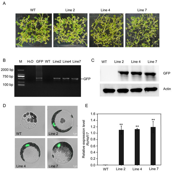 Genome-Wide Analysis of the Hsf Gene Family in Rosa chinensis and ...