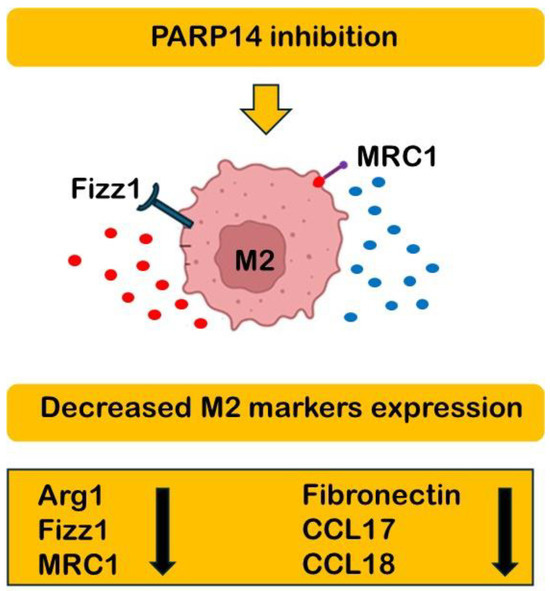 Macrophage Polarization: Learning to Manage It 3.0