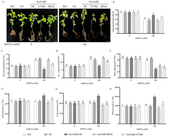 Function of Nodulation-Associated GmNARK Kinase in Soybean Alkali Tolerance
