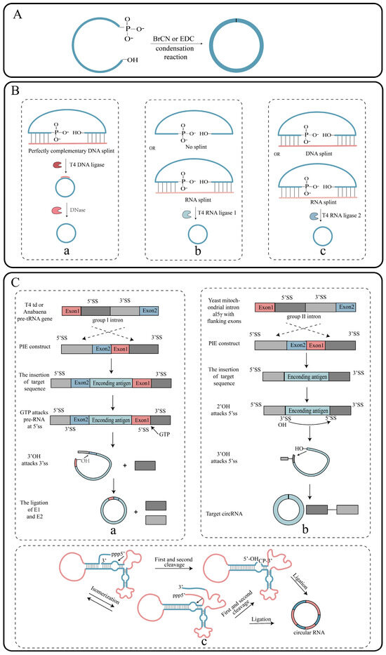 Expanding the Potential of Circular RNA (CircRNA) Vaccines: A Promising ...