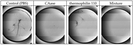 Integrating Bacteriocins and Biofilm-Degrading Enzymes to Eliminate L ...