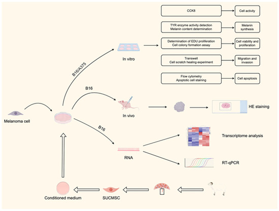 Anti-Tumor Effects of Sheep Umbilical Cord Mesenchymal Stem Cells on ...