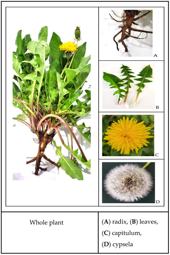 Bioactive Compounds from Vegetal Organs of Taraxacum Species (Dandelion) with Biomedical ...