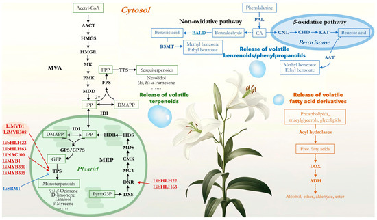 The Scent of Lily Flowers: Advances in the Identification, Biosynthesis ...