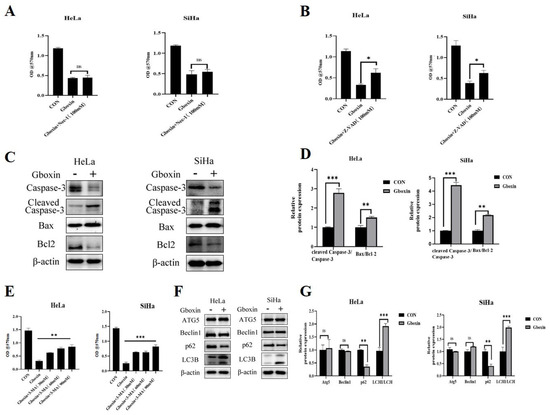 Gboxin Induced Apoptosis and Ferroptosis of Cervical Cancer Cells by ...