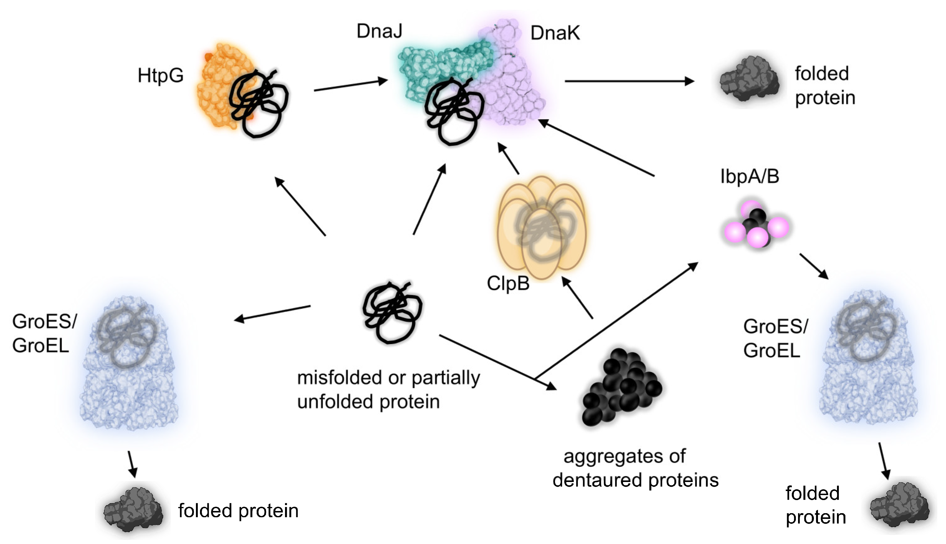 The Role of Heat Shock Protein (Hsp) Chaperones in Environmental Stress ...