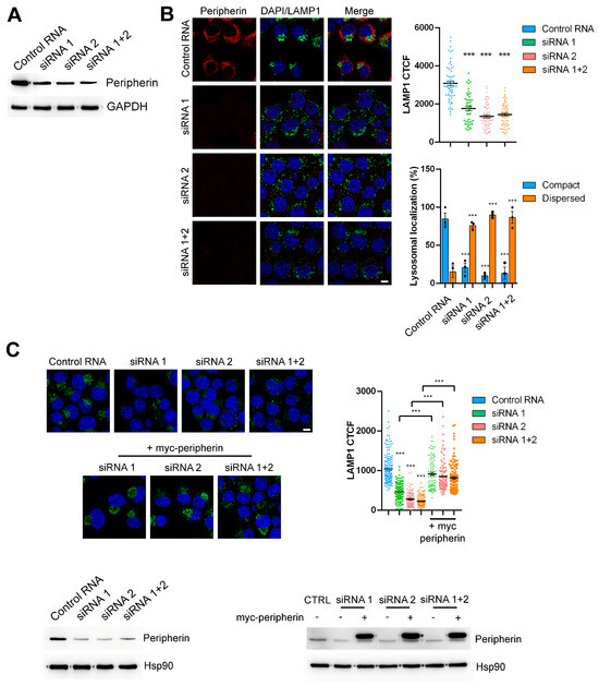 The Type III Intermediate Filament Protein Peripherin Regulates ...
