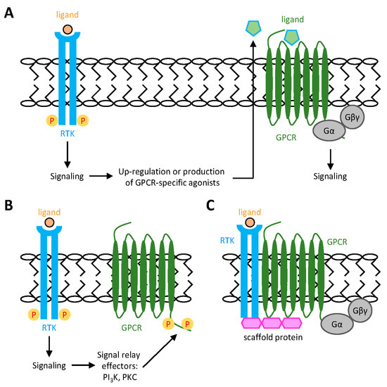 An Alternative Mode of GPCR Transactivation: Activation of GPCRs by ...