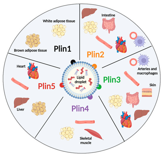 Omics Approaches to Study Perilipins and Their Significant Biological ...