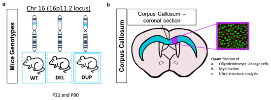 Mice with 16p11.2 Deletion and Duplication Show Alterations in ...