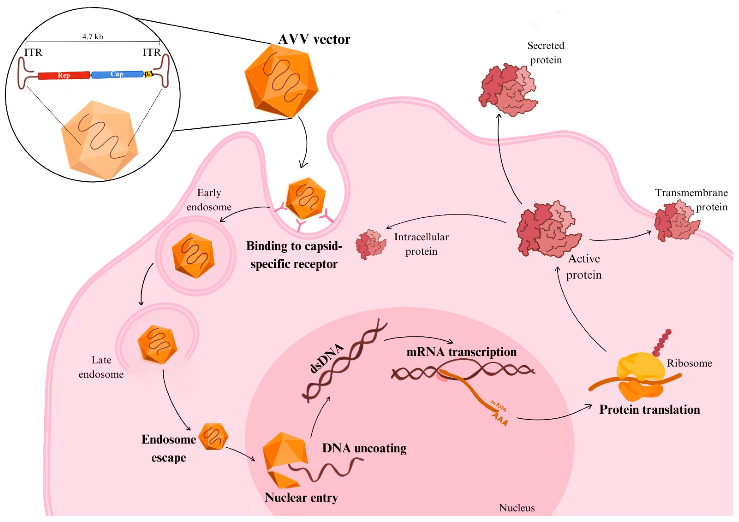 Advances in Gene Therapy for Rare Diseases: Targeting Functional Haploinsufficiency Through AAV ...