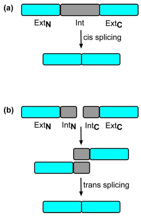 Conditional Split Inteins: Adaptable Tools for Programming Protein ...