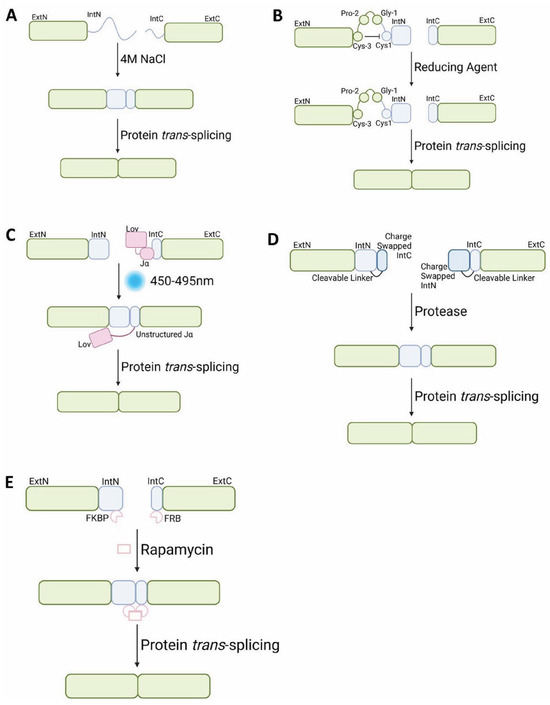 Conditional Split Inteins: Adaptable Tools for Programming Protein ...