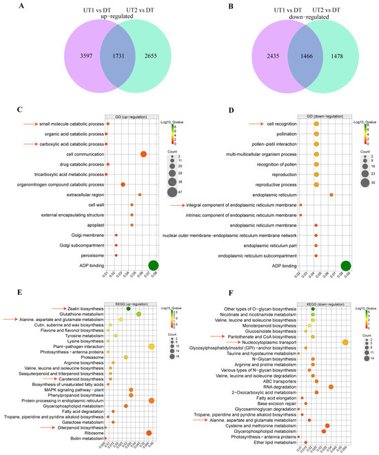 Transcriptomics and Plant Hormone Analysis Reveal the Mechanism of ...