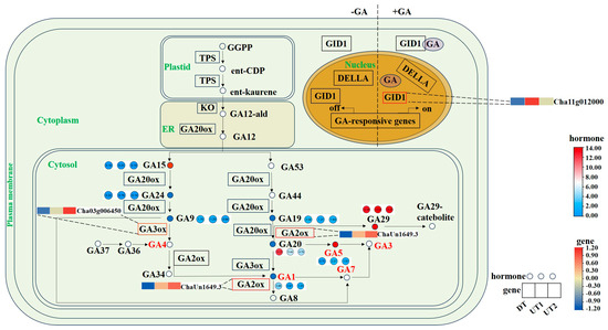 Transcriptomics and Plant Hormone Analysis Reveal the Mechanism of ...