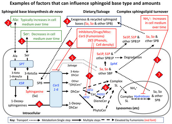 Don’t Be Surprised When These Surprise You: Some Infrequently Studied ...