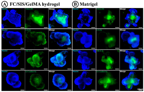 Photo-Crosslinking Hydrogel Based on Porcine Small Intestinal Submucosa ...