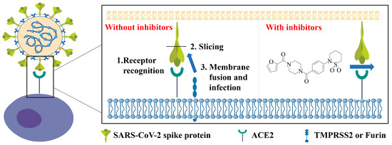 Establishment of a Yeast Two-Hybrid-Based High-Throughput Screening Model for Selection of SARS ...